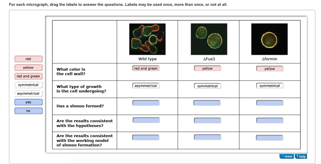 Solved Interpreting the results The micrographs shown below | Chegg.com Solved Interpreting the results The micrographs shown below | Chegg.com