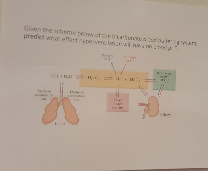Solved Given The Scheme Below Of The Bicarbonate Blood Chegg