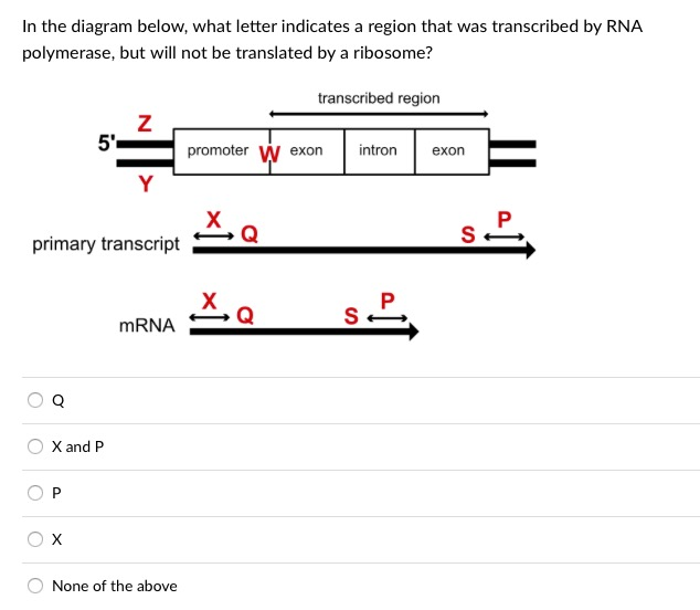 Solved In the diagram below, what letter indicates a region | Chegg.com