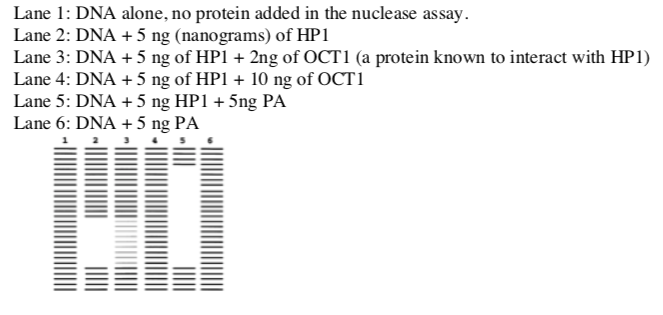 Solved Question 5: HP1 is a DNA binding protein that | Chegg.com