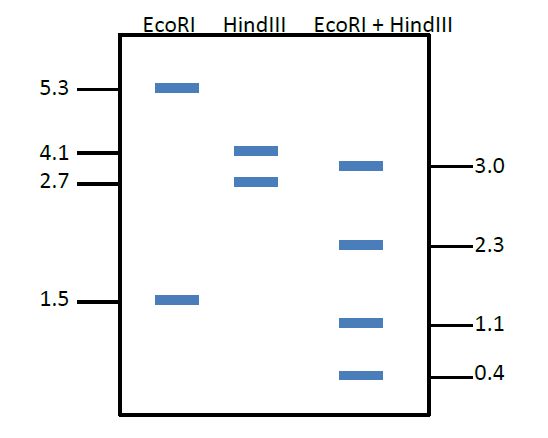 Solved You cloned an EcoRI digested DNA fragment into a | Chegg.com