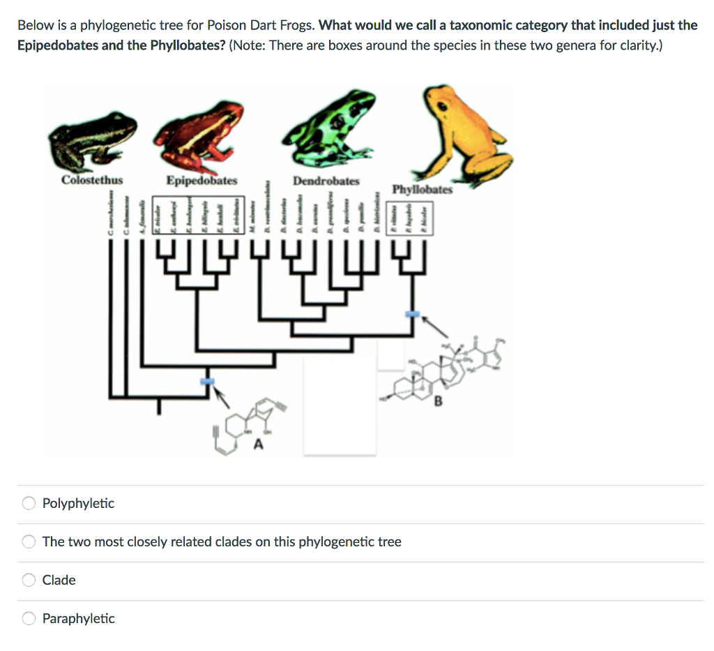 Solved Below is a phylogenetic tree for Poison Dart Frogs. | Chegg.com