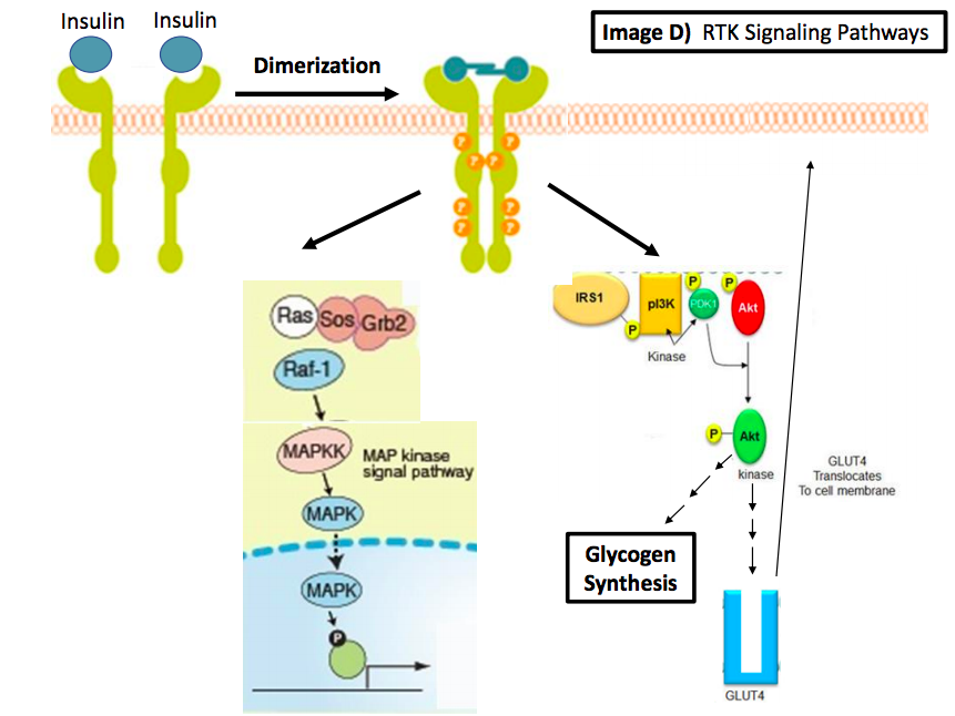Solved Problem 1) The essential components of any signaling | Chegg.com