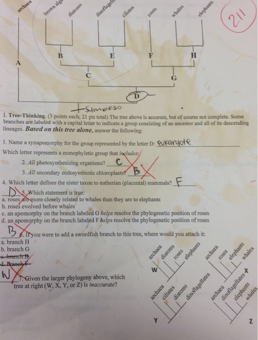 Solved: Three-Thinking The Tree Above Is Accurate, But Of ... | Chegg.com
