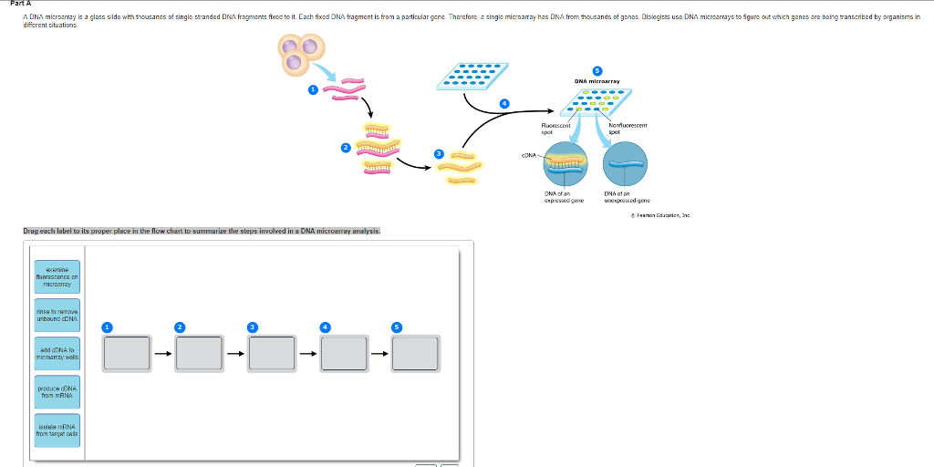 Solved A DNA microarray s a glass slide with thousands of | Chegg.com