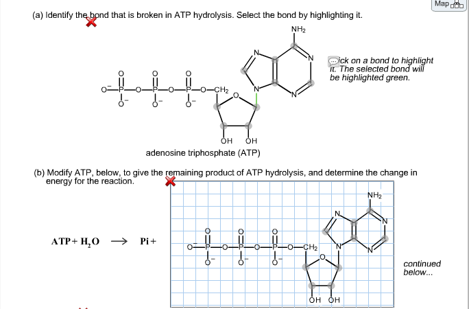 Solved Identify the bond that is broken in ATP hydrolysis. | Chegg.com