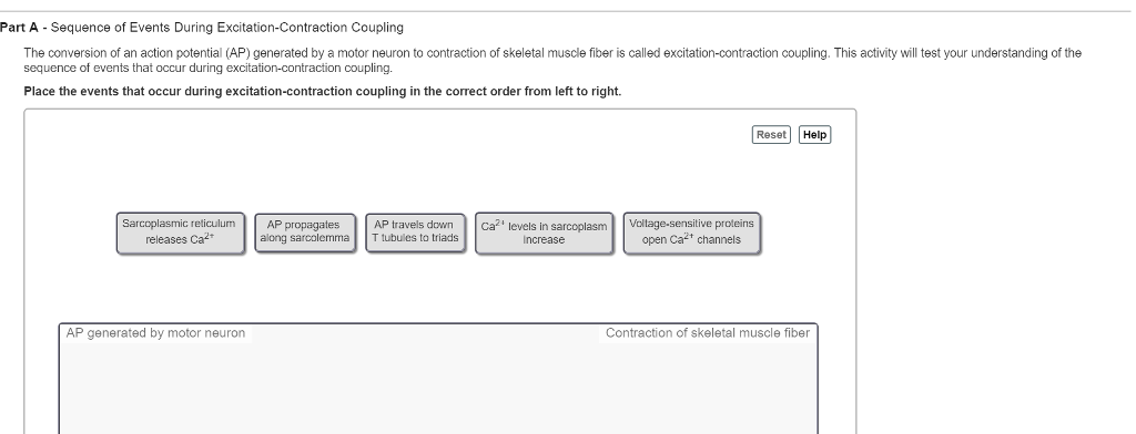Solved Sequence of Events During Excitation-Contraction | Chegg.com