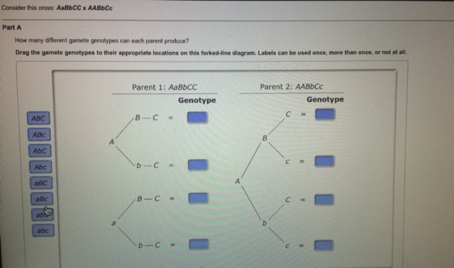 Solved How many different gamete genotypes can each parent | Chegg.com