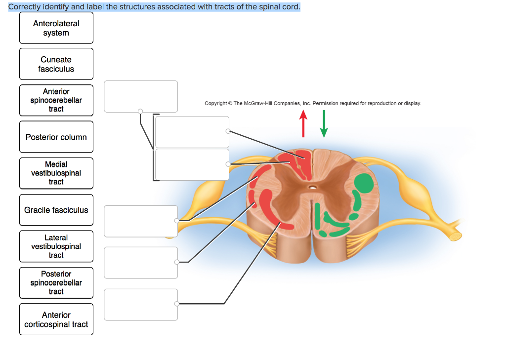 Solved: Correctly Identify And Label The Structures Associ... | Chegg.com