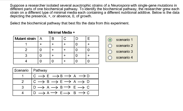 Solved Suppose a researcher isolated several auxotrophic | Chegg.com
