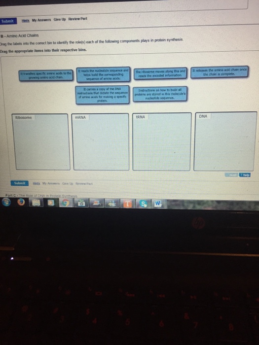 Amino Acid Chains Drag the labels into the correct | Chegg.com