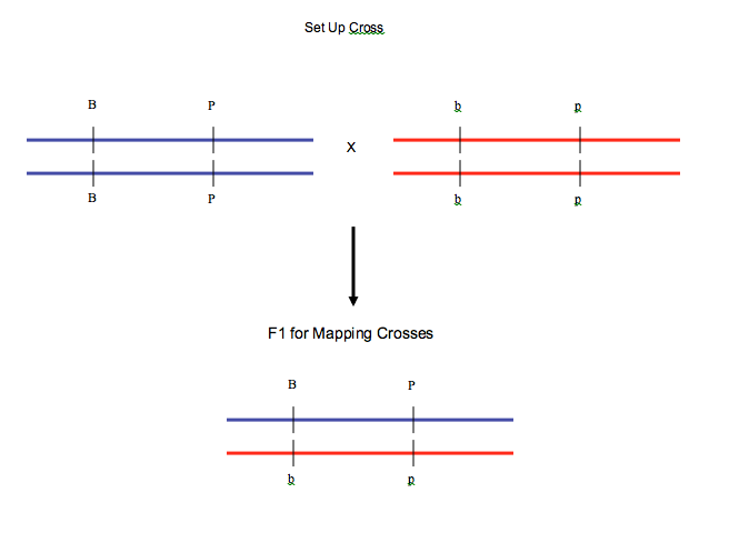 Solved The following questions 1 through 4 concern a mapping | Chegg.com