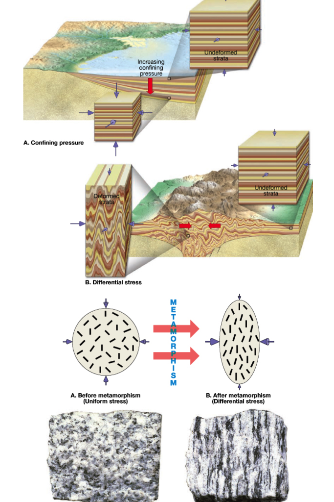 Solved Rank from to youngest. oldest Horizontal layers of | Chegg.com