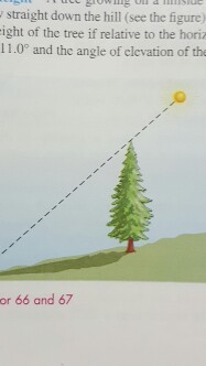 Solved tree height: A tree growing on a hillside casts a | Chegg.com
