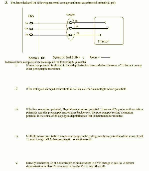 Solved 3. You have deduced the following neuronal | Chegg.com