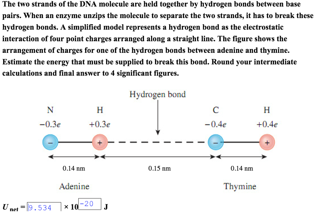 Solved The two strands of the DNA molecule are held together | Chegg.com