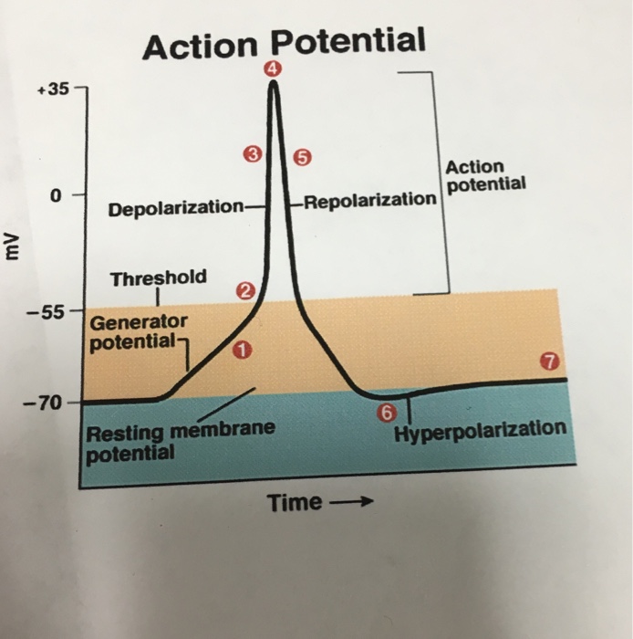 Solved Action Potential 3 5 Action potential 0 | Chegg.com