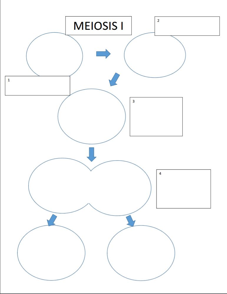 Blank Mitosis Diagram