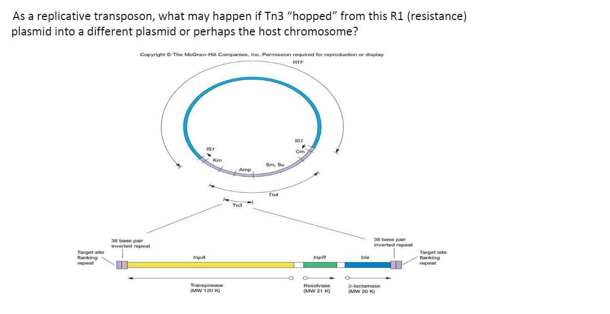 Solved As a replicative transposon, what may happen if Tn3 | Chegg.com