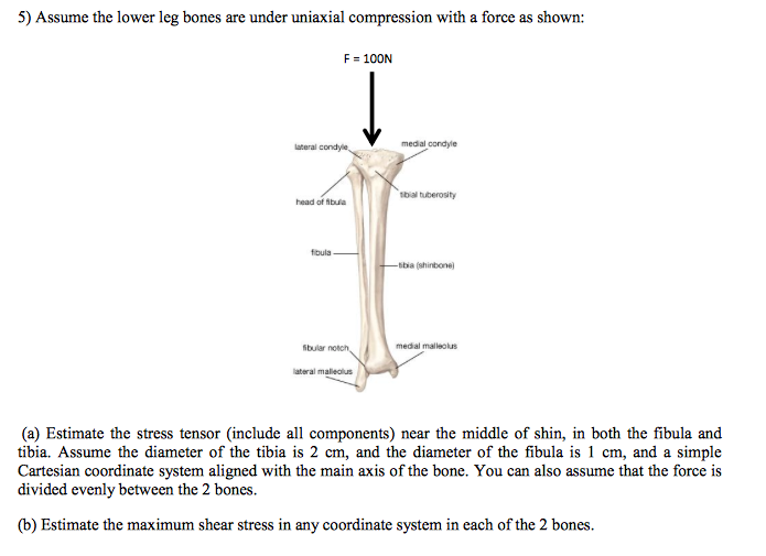 Solved 5) Assume the lower leg bones are under uniaxial | Chegg.com