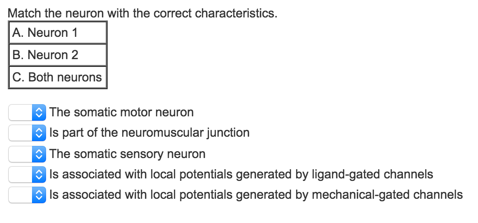 Solved Two Neuron Reflex Synapse in ventral horn of gray | Chegg.com