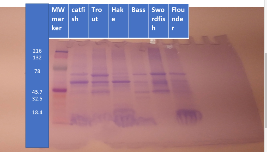Solved Use the picture or scan of your SDS-PAGE separation | Chegg.com