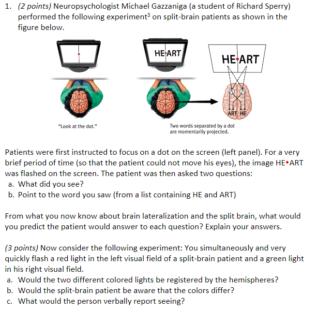Solved (2 points) Neuropsychologist Michael Gazzaniga (a | Chegg.com