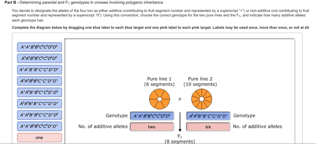 Solved Polygenic Inheritance The simplest model of polygenic | Chegg.com