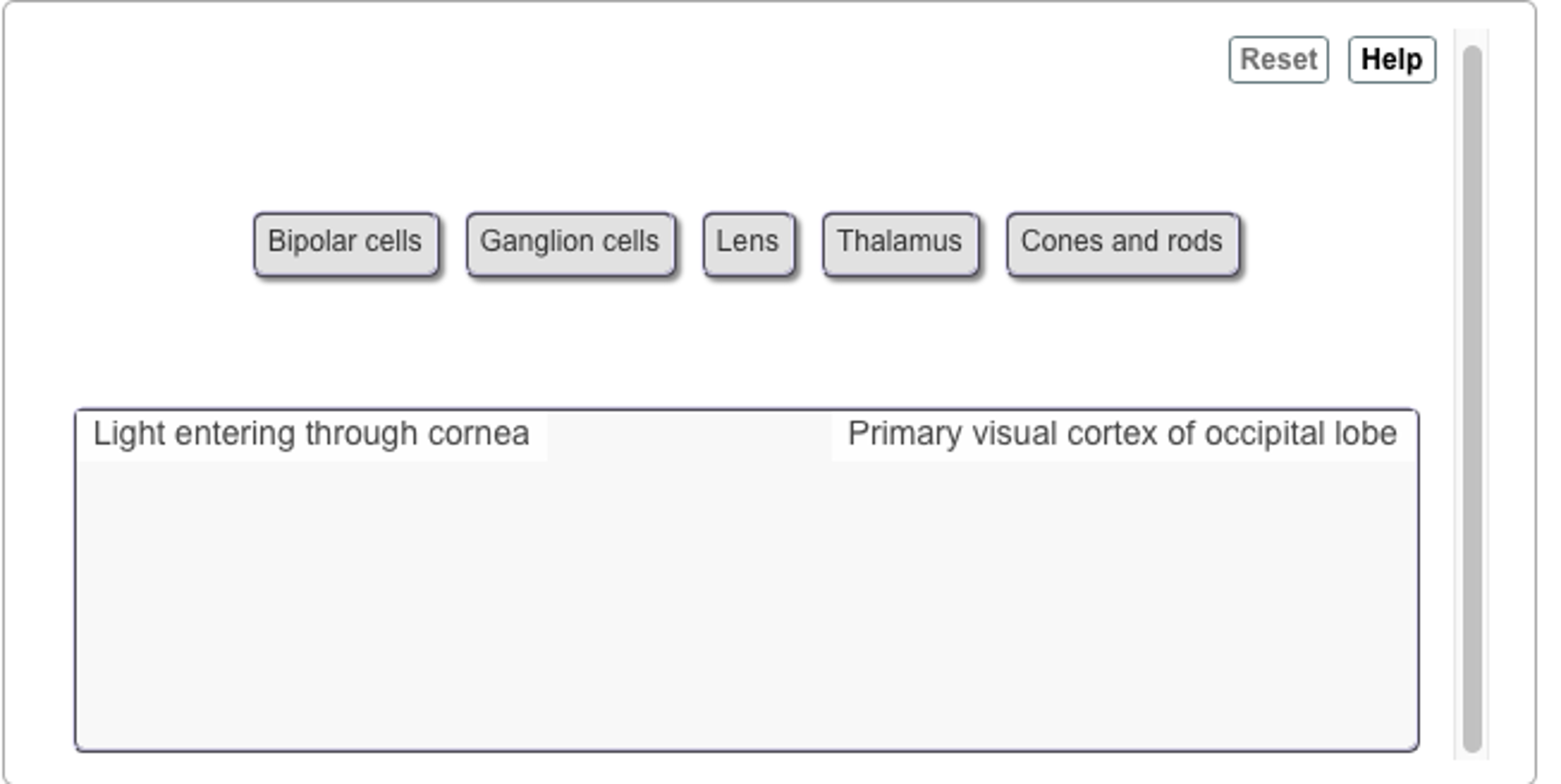 Solved The visual pathway describes the route that light | Chegg.com