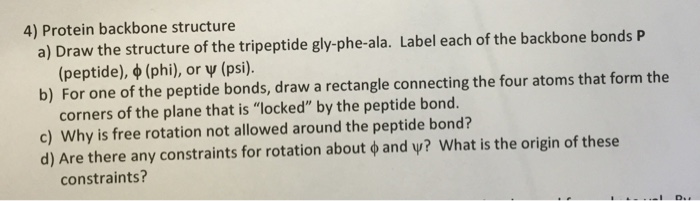 Solved Protein backbone structure Draw the structure of the | Chegg.com