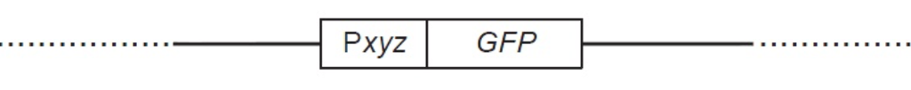 Solved 2. You want to make a transgenic mouse. The xyz gene | Chegg.com