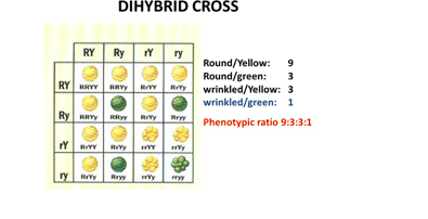 Solved Based on what you know, what kind of cross is being | Chegg.com