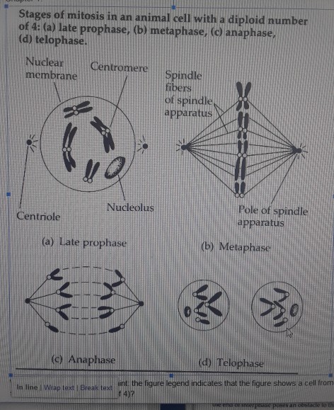 Solved Stages of mitosis in an animal cell with a diploid | Chegg.com