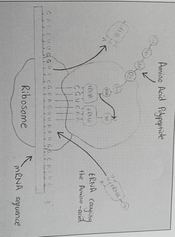 Solved With The Aid Of Simple Labelled Diagrams Show How An