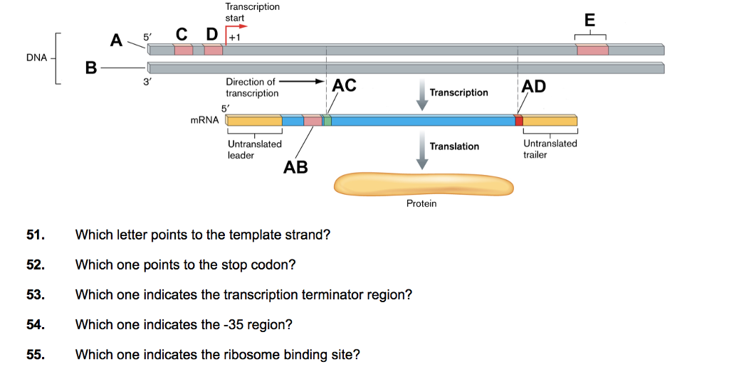 Solved Transcription start DNA Direction of transcription 3' | Chegg.com