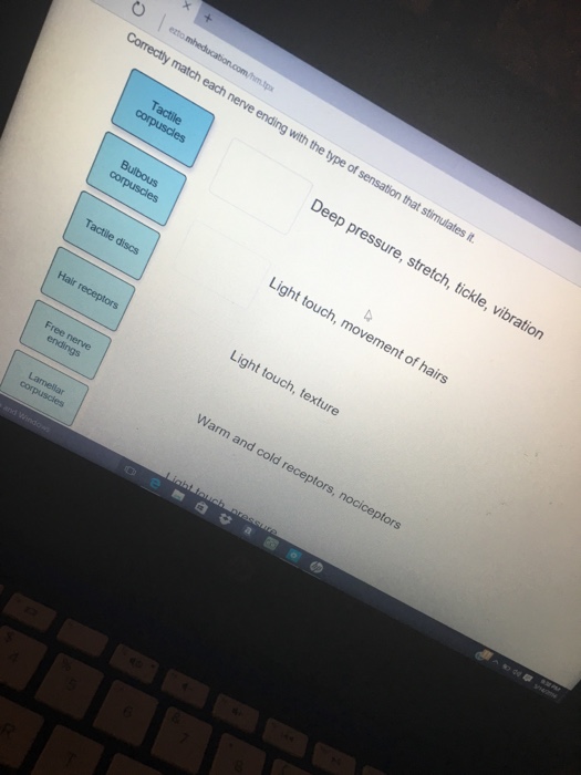 Solved Correctly match each nerve ending with the type of | Chegg.com