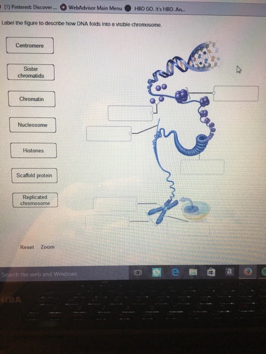 Solved label the figure to describe how DNA folds into a | Chegg.com Solved label the figure to describe how DNA folds into a | Chegg.com
