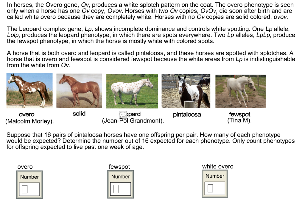 Solved In horses, the Overo gene, Ov, produces a white | Chegg.com