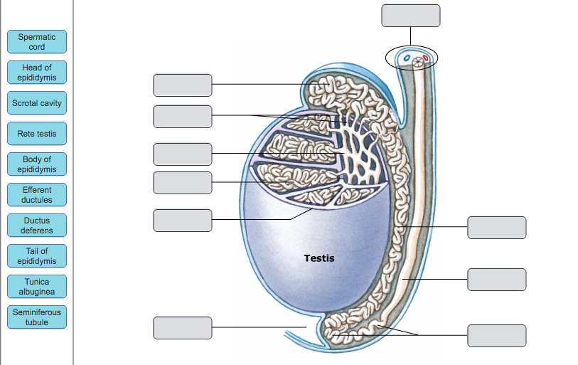 Solved Spermatio cord Head of epidid Scrotal cavity Rete | Chegg.com