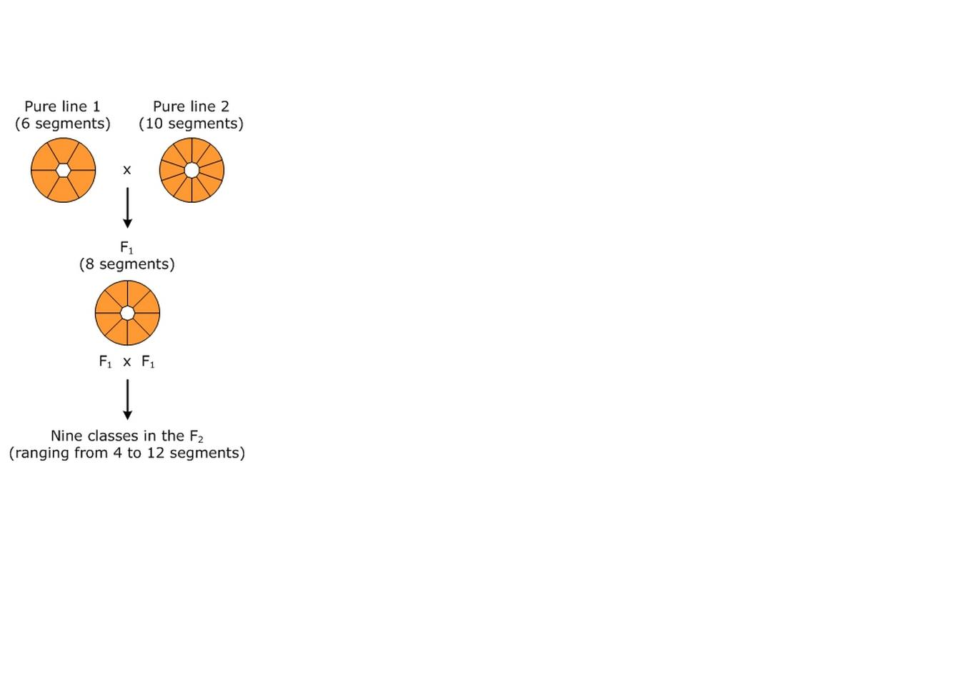 Solved Two pure-breeding lines of orange trees differ in the | Chegg.com