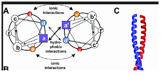 The Helical Wheel Diagram Generating Package Chegg Helical W