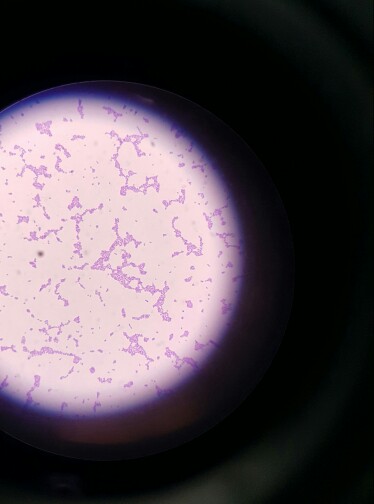 Solved So this is Enterobacter sp. please tell ne the cell | Chegg.com