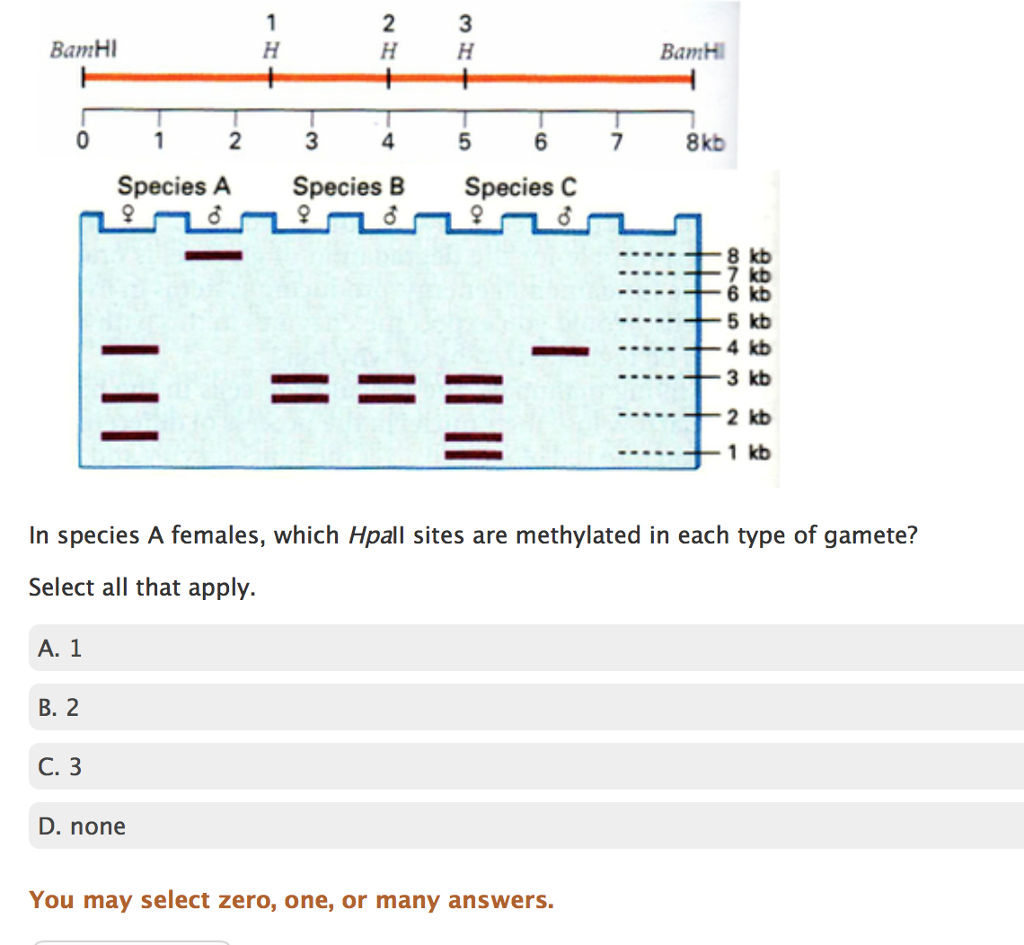Solved 2 3 BamHl BamH 3 8kb SpeciesA Species B Species C 7 | Chegg.com