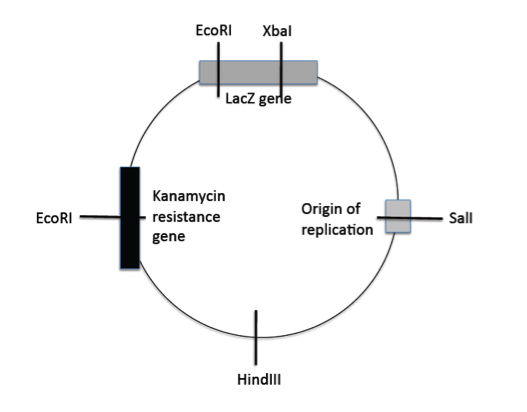 Solved EcoRI Xbal LacZ gerne Kanamycin Origin of replication | Chegg.com