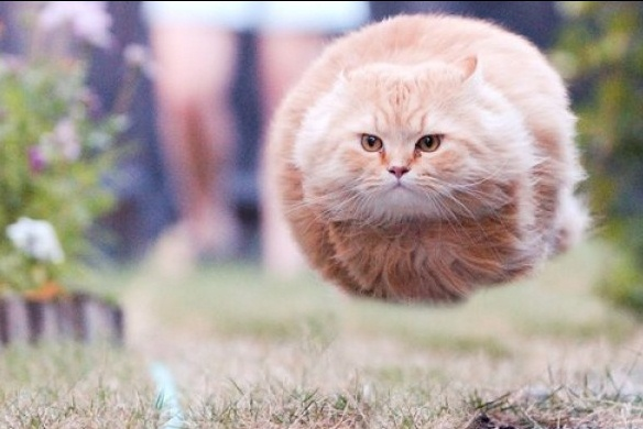 Solved afsdaf afasdf | Chegg.com