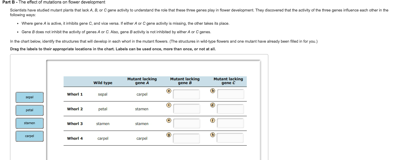 Solved The Effect Of Mutations On Flower Development
