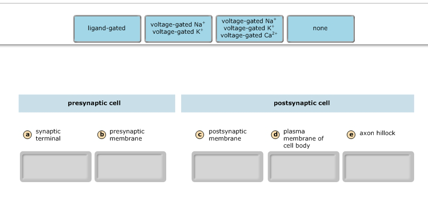 Solved Part A - Ion channels and chemical synapses Chemical | Chegg.com