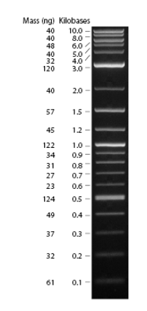 estimate the size of the DNA fragments using the DNA | Chegg.com
