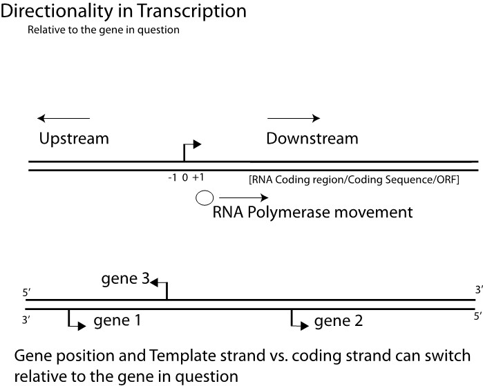 Solved Directionality in Transcription Relative to the gene | Chegg.com