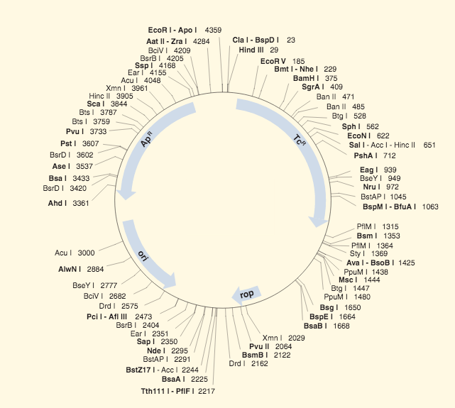 Solved To use plasmid pBR322 for cloning, it is common to | Chegg.com